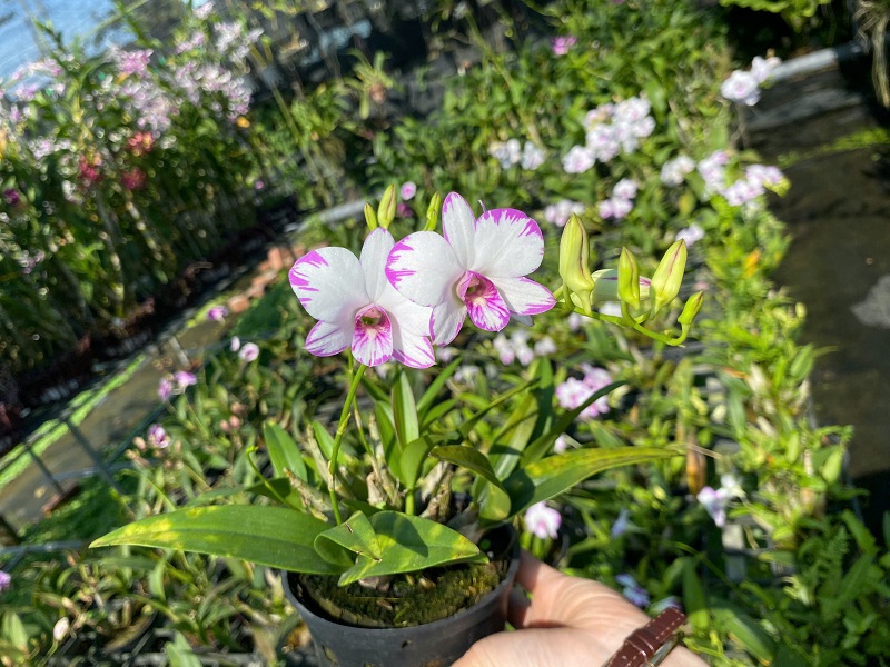 Dendro chớp Enobi - Hoa Lan Đẹp