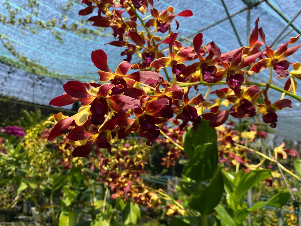 Dendro Nắng Sing Rồng Lửa – Sắc Màu Rực Rỡ - Hoa Lan Đẹp